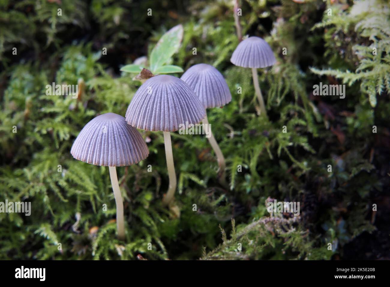 Mycena is a large genus of small saprotrophic mushrooms that are rarely ...