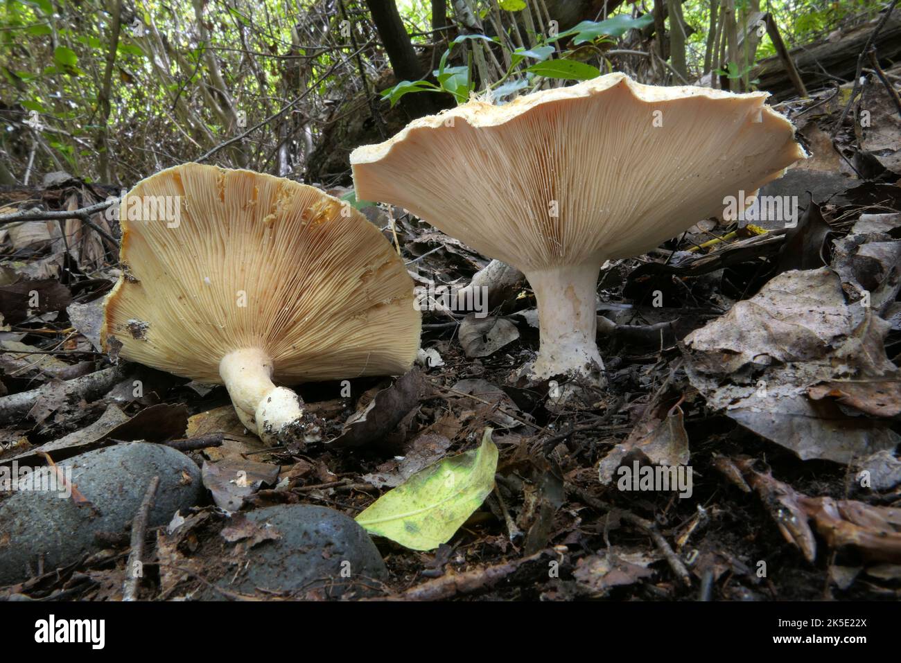 Paxillus involutus, commonly known as the brown roll-rim, common roll ...