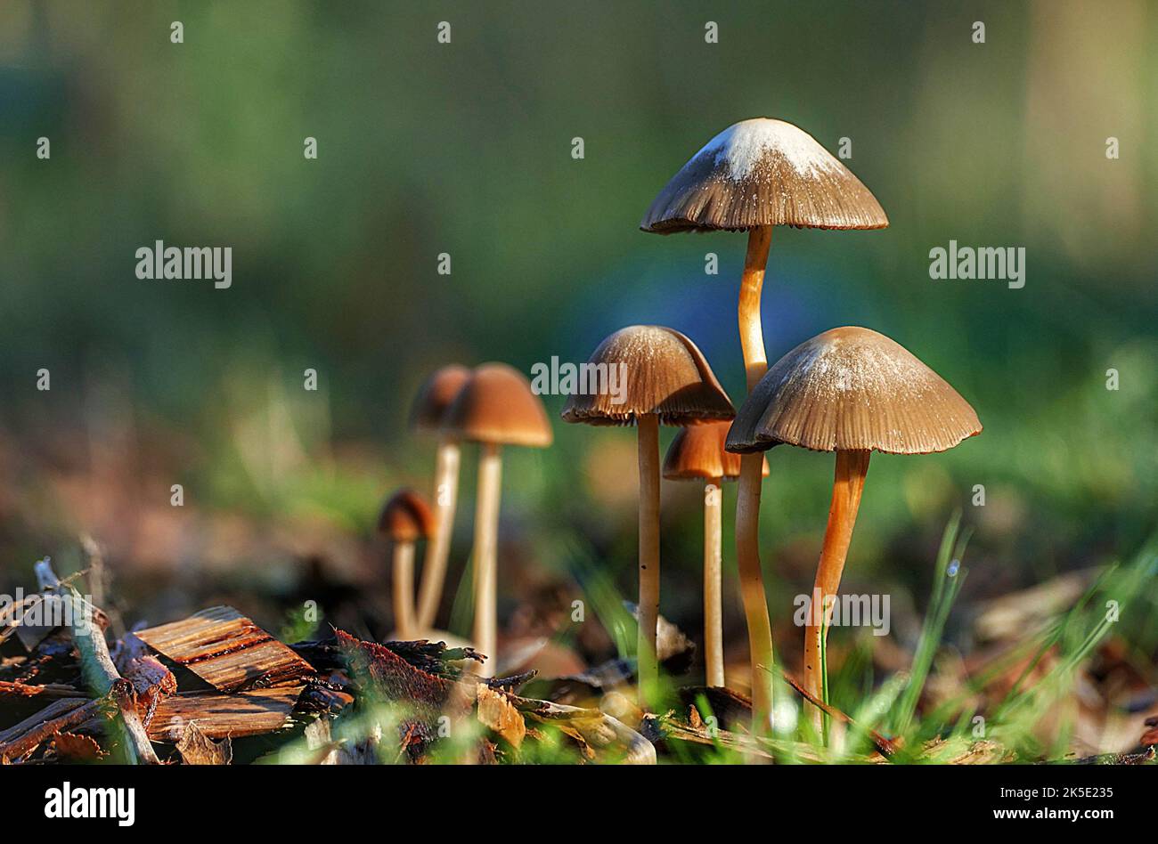 anaeolus papilionaceus, also known as Agaricus calosus, Panaeolus ...