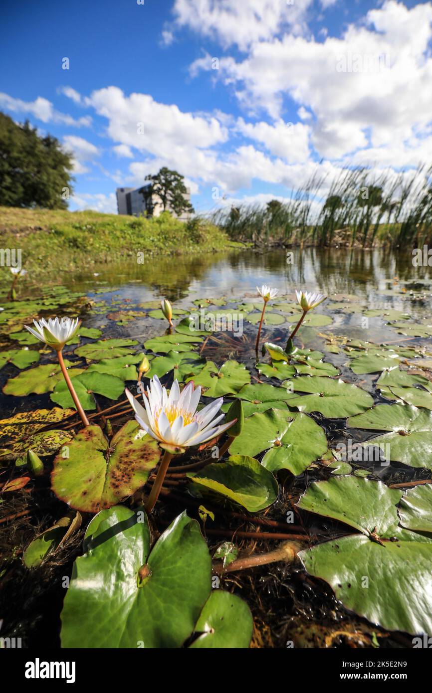Budding flowers adorn the forefront of the Central Campus Headquarters ...