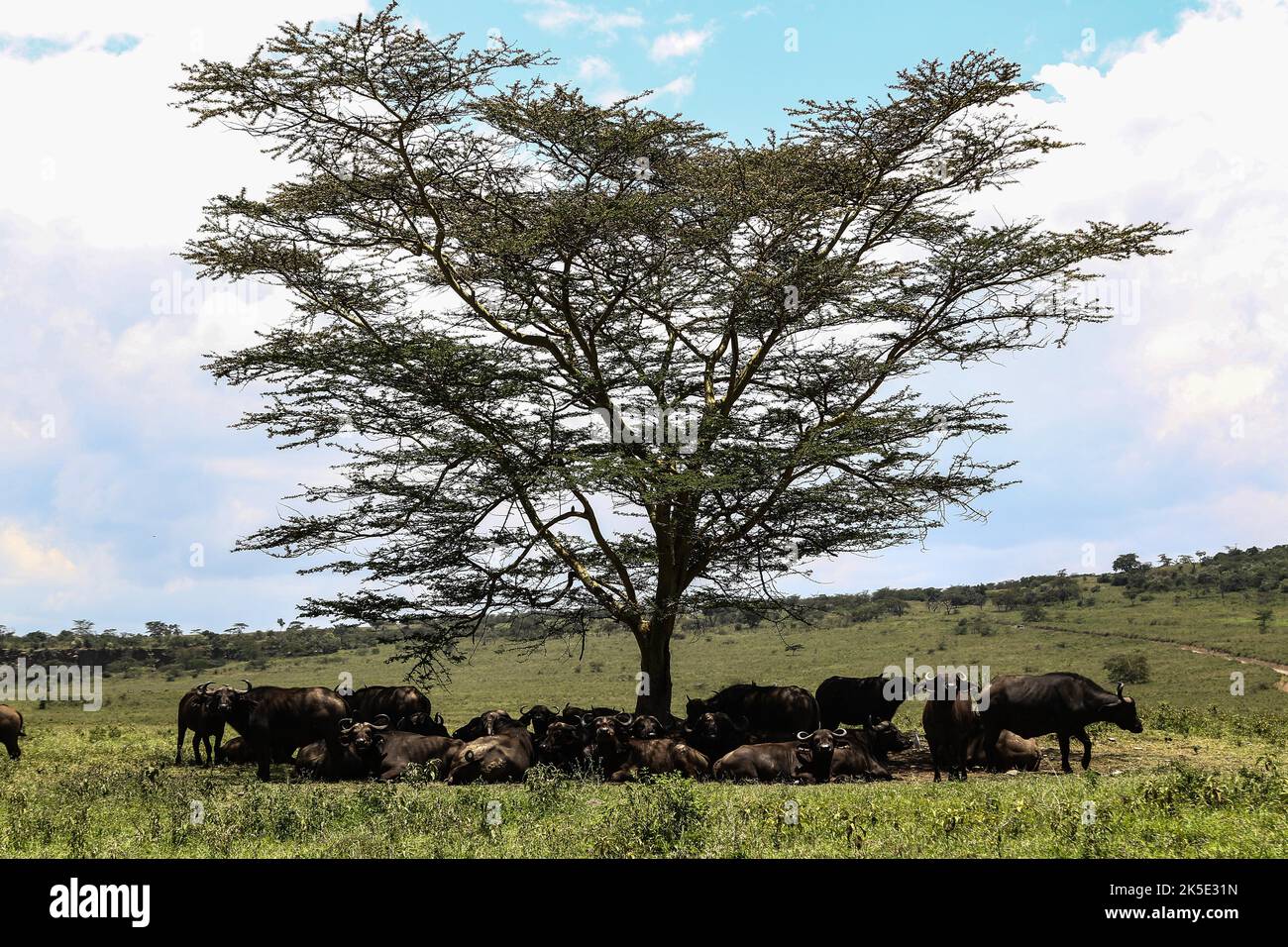 Nakuru, Kenya. 5th Oct, 2022. A herd of buffaloes rest under an acacia ...