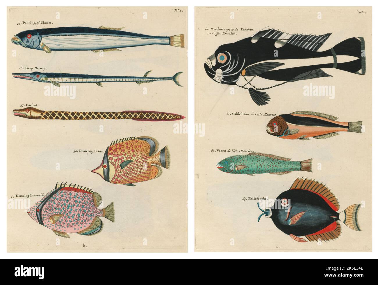 Antique illustrations of Fish, Crab and Crayfish with annotations in ...