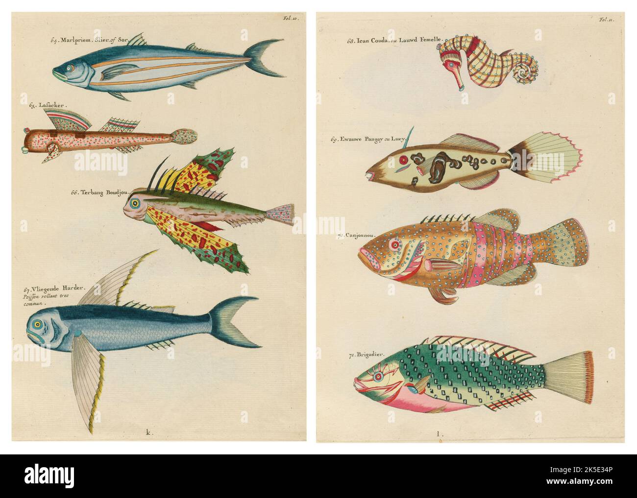 Antique illustrations of Fish, Crab and Crayfish with annotations in ...