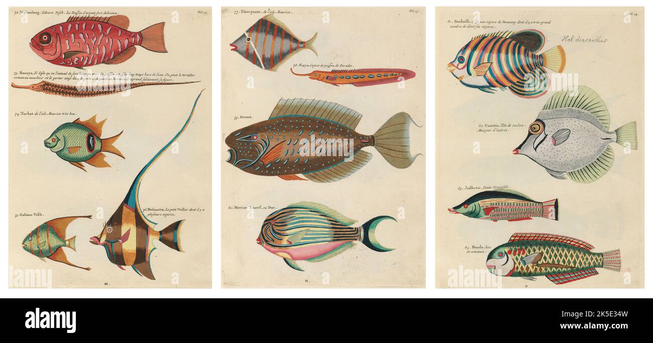 Antique illustrations of Fish, Crab and Crayfish with annotations in ...