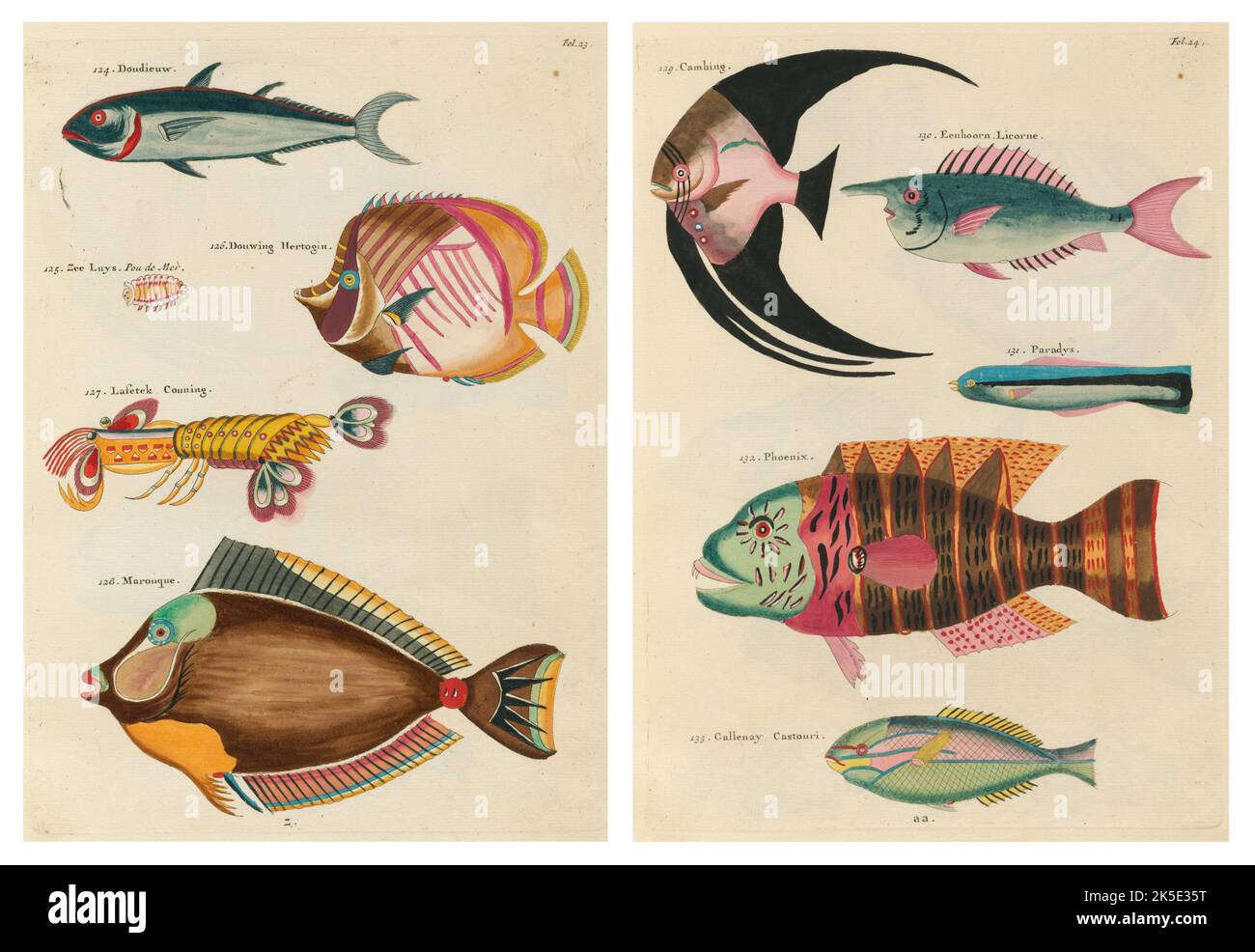 Antique illustrations of Fish, Crab and Crayfish with annotations in ...