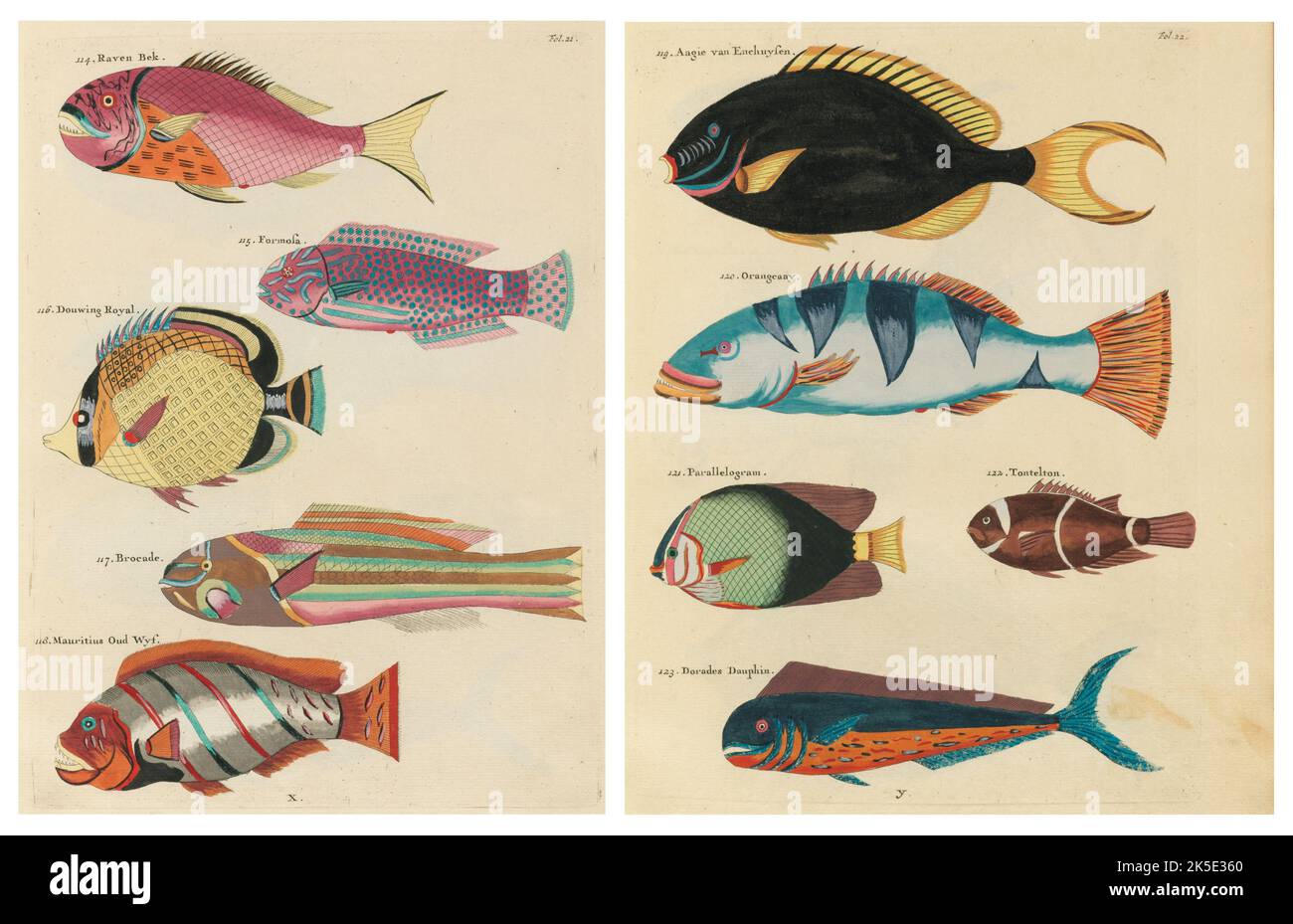 Antique illustrations of Fish, Crab and Crayfish with annotations in ...