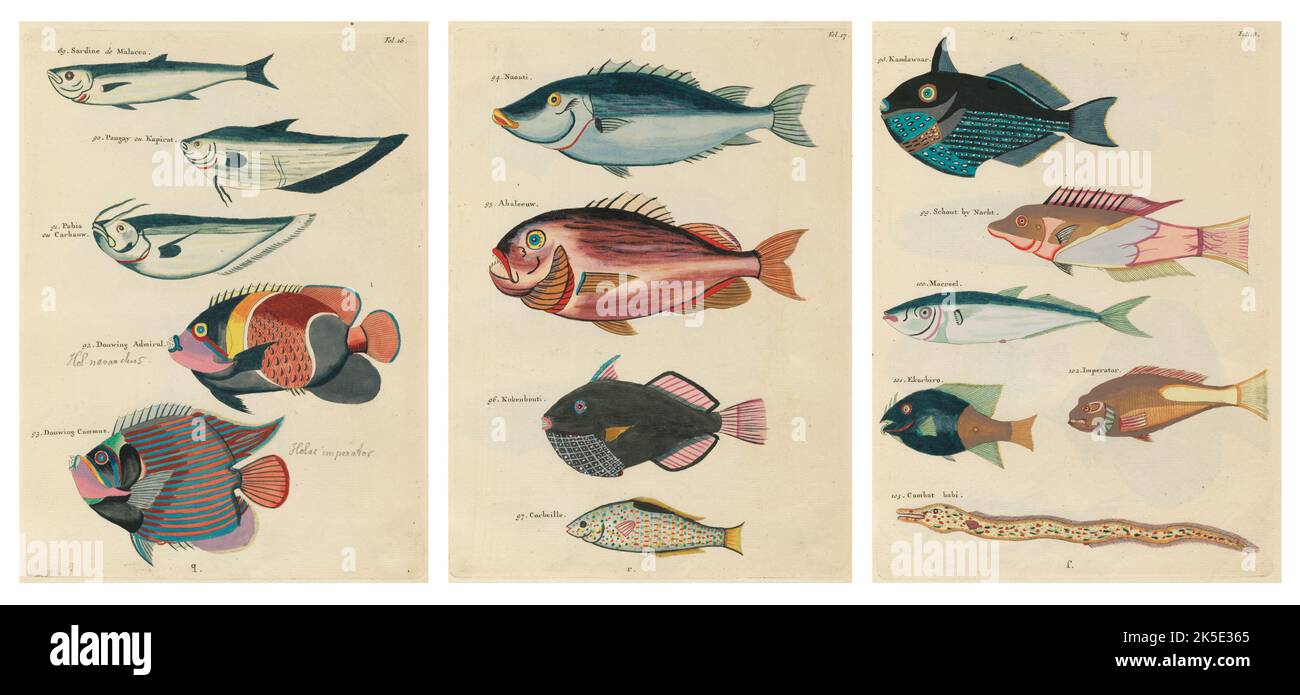 Antique illustrations of Fish, Crab and Crayfish with annotations in ...