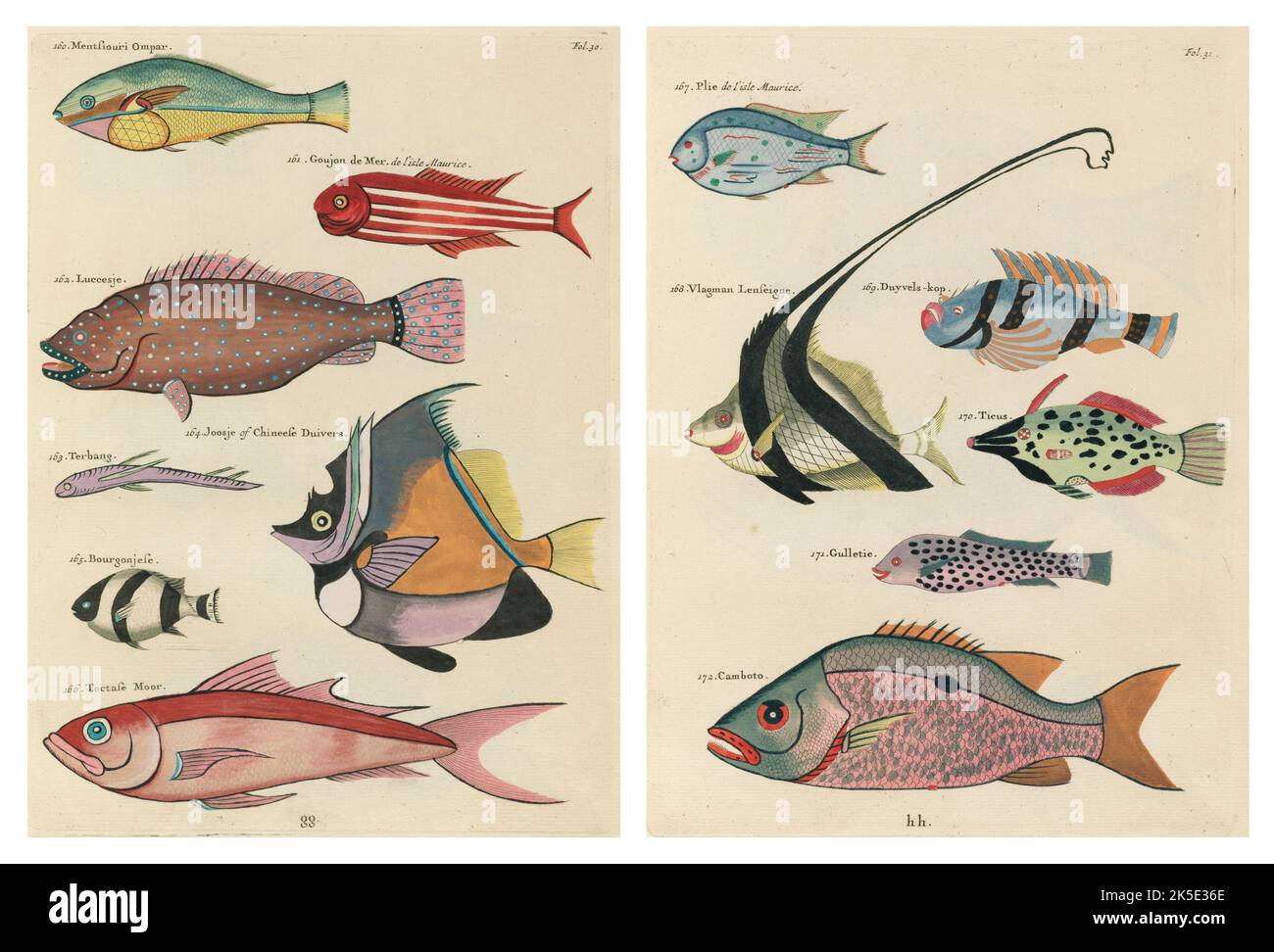 Antique illustrations of Fish, Crab and Crayfish with annotations in ...
