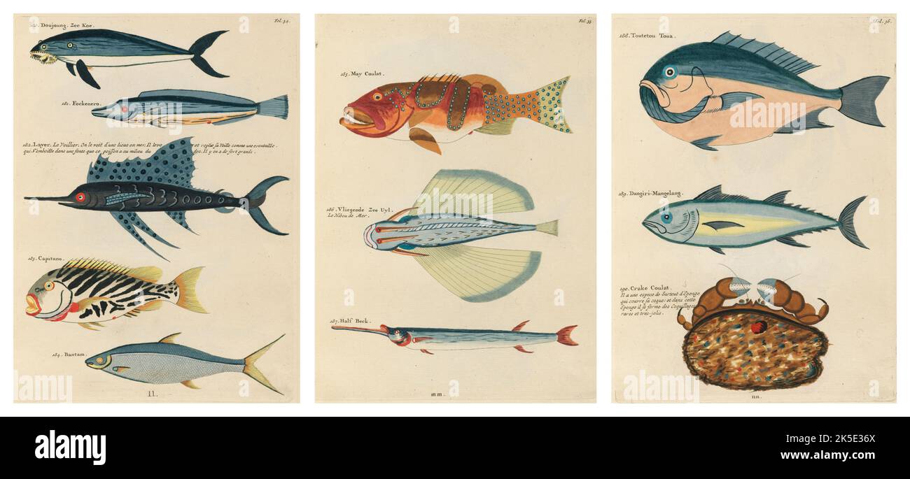 Antique illustrations of Fish, Crab and Crayfish with annotations in ...