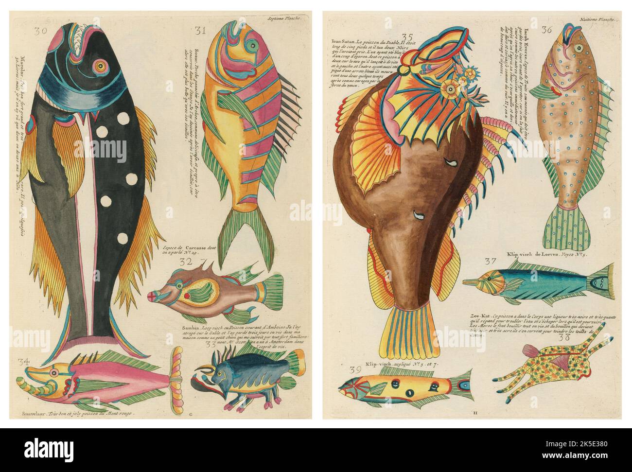 Antique illustrations of Fish, Crab and Crayfish with annotations in ...