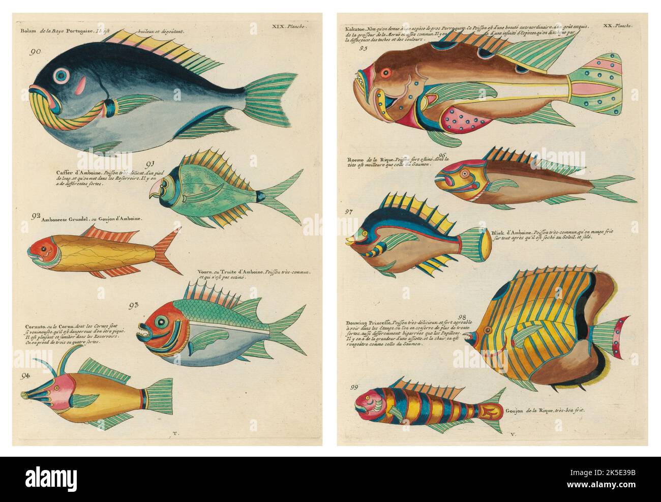 Antique illustrations of Fish, Crab and Crayfish with annotations in ...