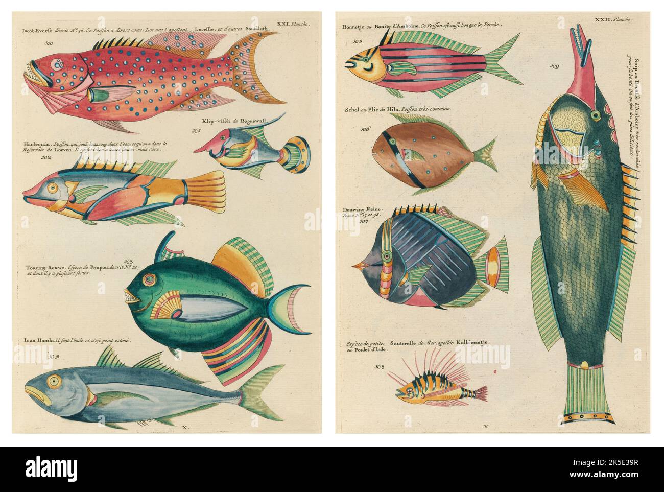Antique illustrations of Fish, Crab and Crayfish with annotations in ...