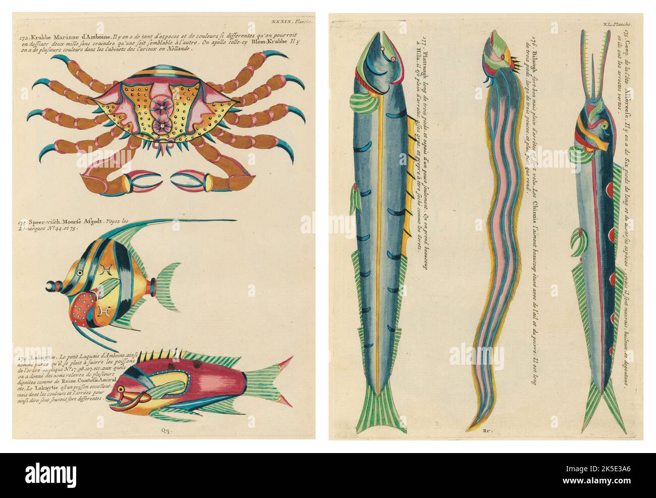 Antique illustrations of Fish, Crab and Crayfish with annotations in ...