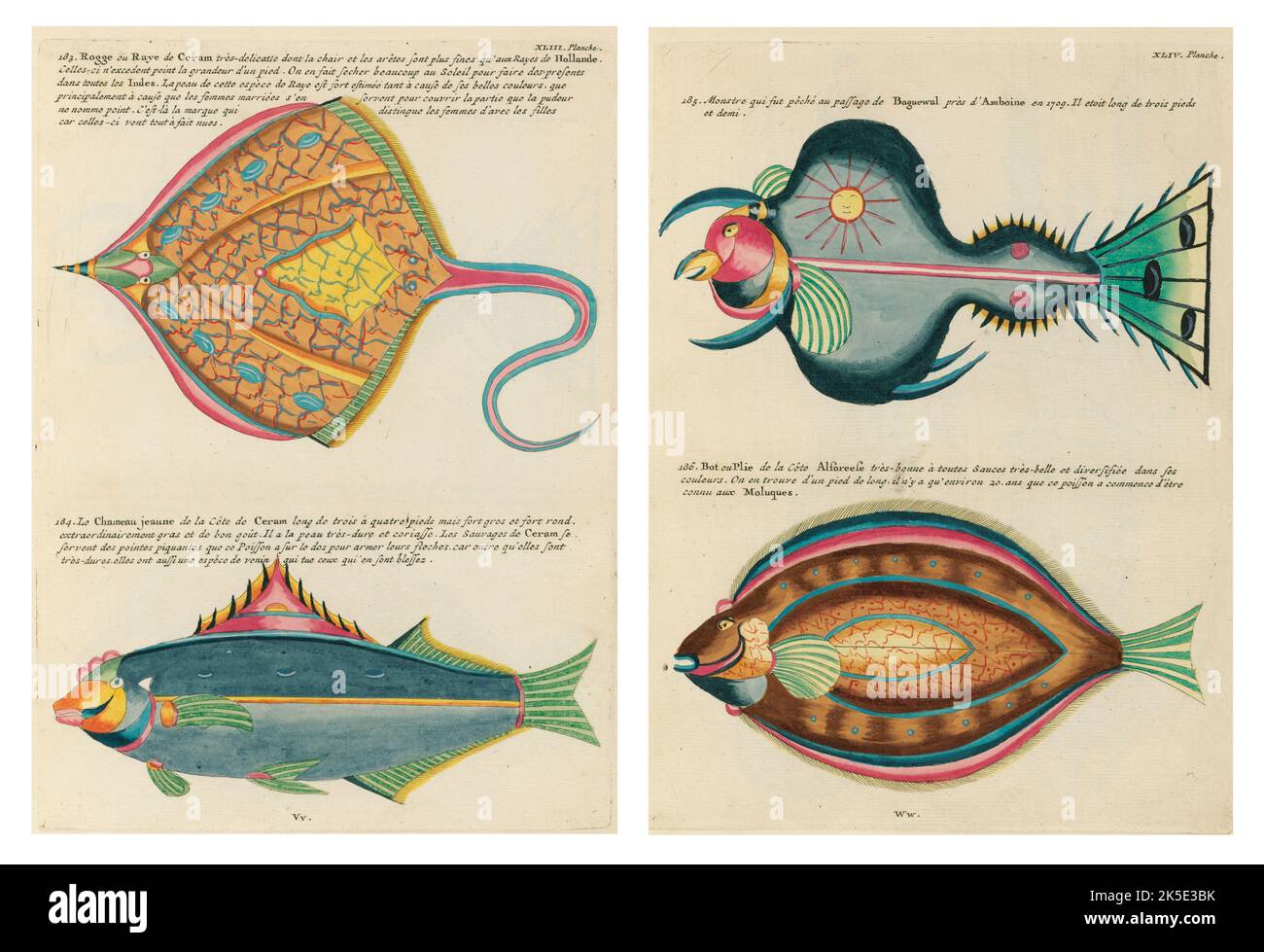 Antique illustrations of Fish, Crab and Crayfish with annotations in ...