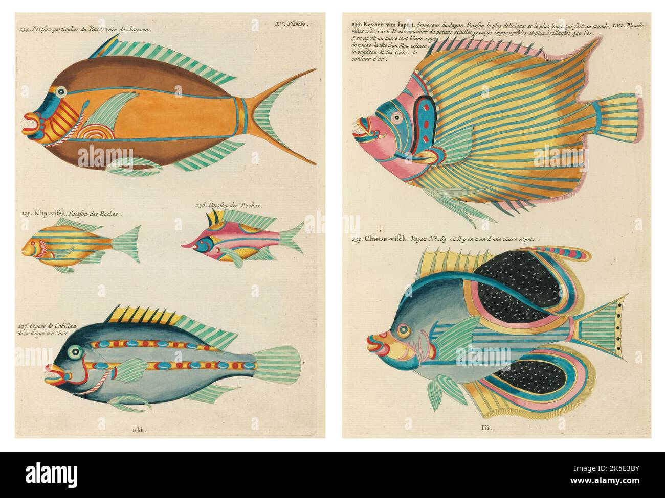 Antique illustrations of Fish, Crab and Crayfish with annotations in ...