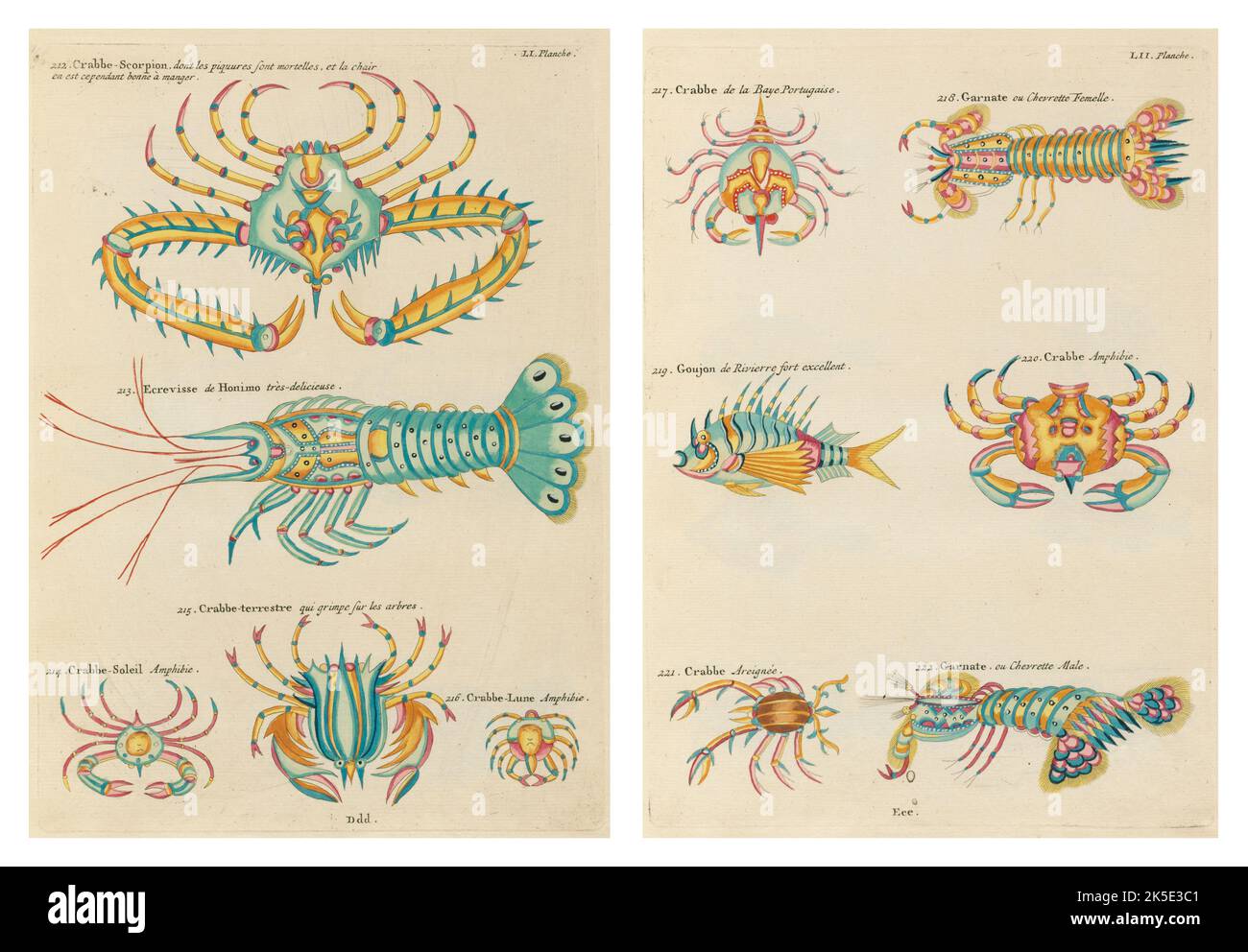 Antique illustrations of Fish, Crab and Crayfish with annotations in ...