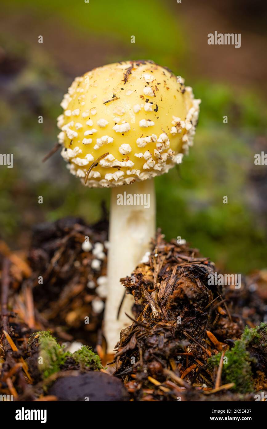 American Yellow Fly Agaric mushroom in Chugach National Forest in ...