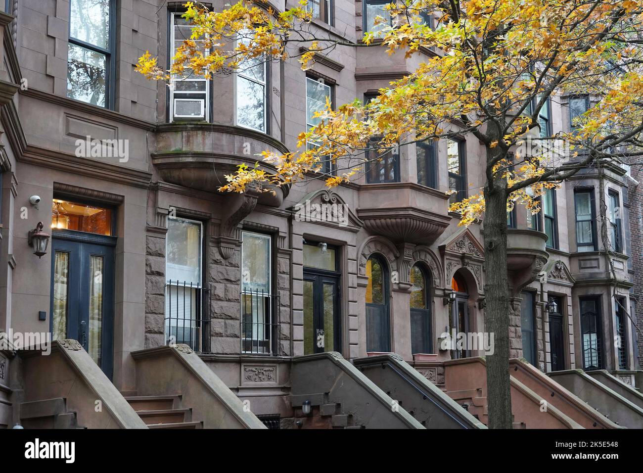 New York City residential street with brownstone buildings and oak tree ...
