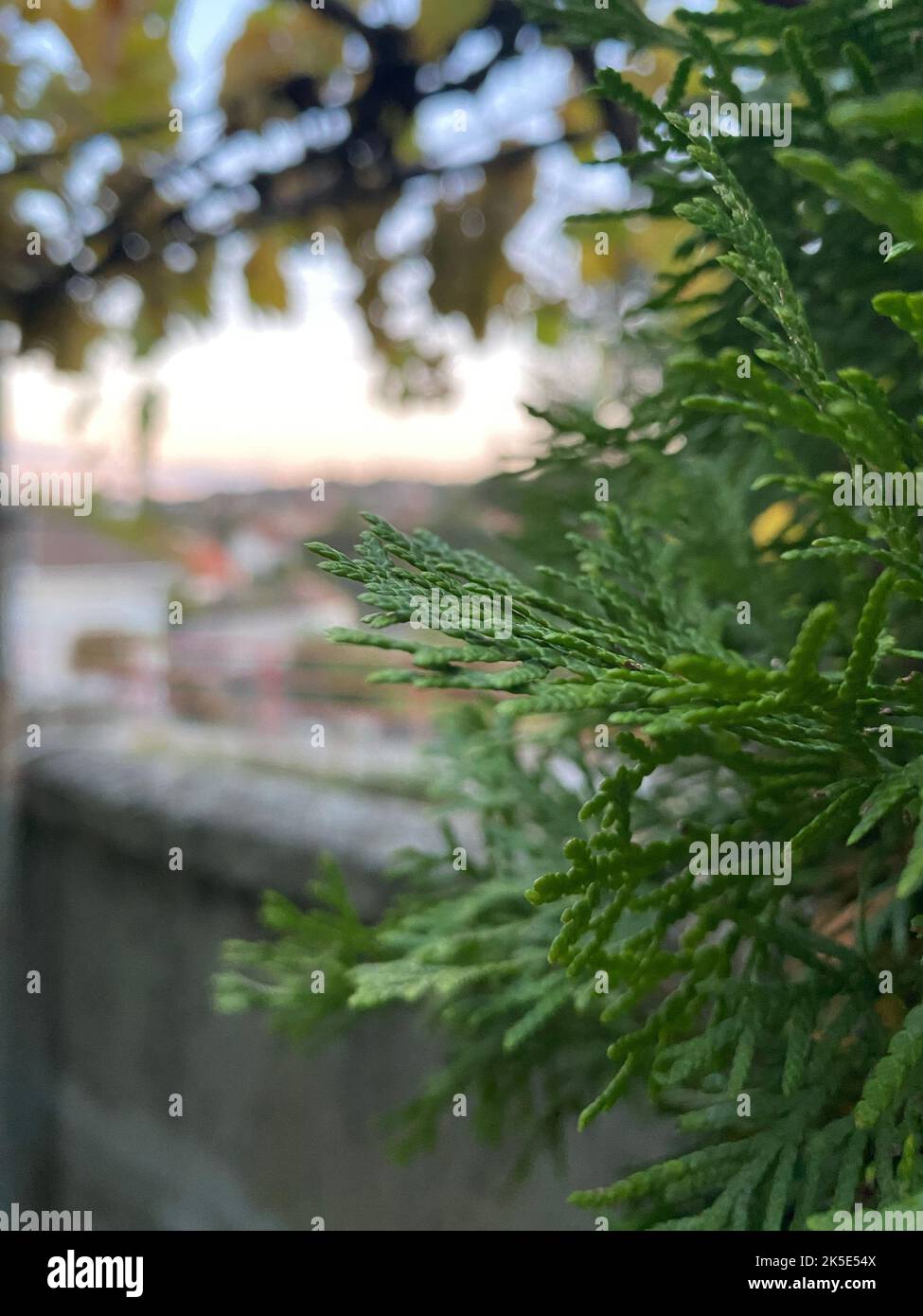 A selective focus of evergreen tree leaves Stock Photo - Alamy