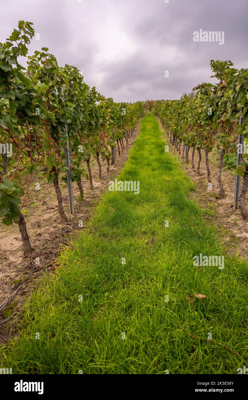 a path with grass in a field of wine plants Stock Photo - Alamy