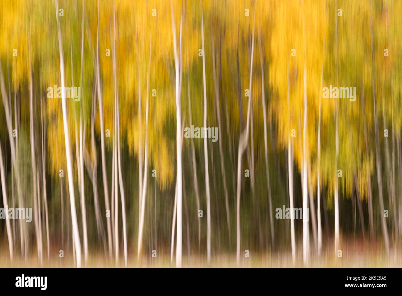 In-camera blur of aspen and birch trees gives an impressionistic ...
