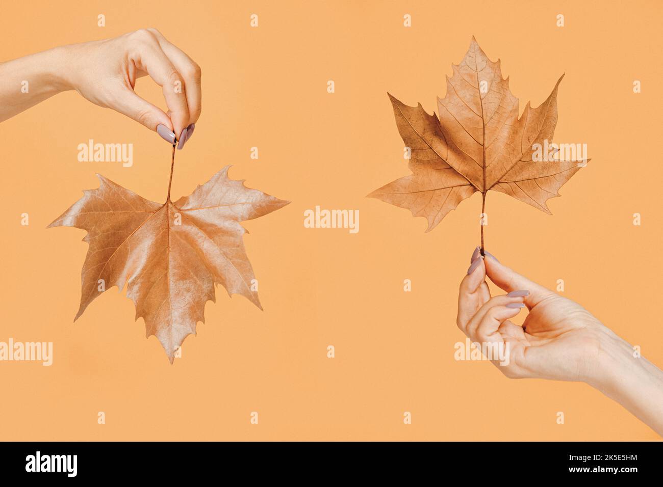 An interesting and dynamic seasonal concept. Two beautiful female hands ...