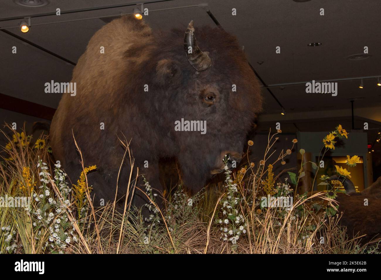 Bison exhibit at the Buffalo Bill Center of the West in Cody, Wyoming ...