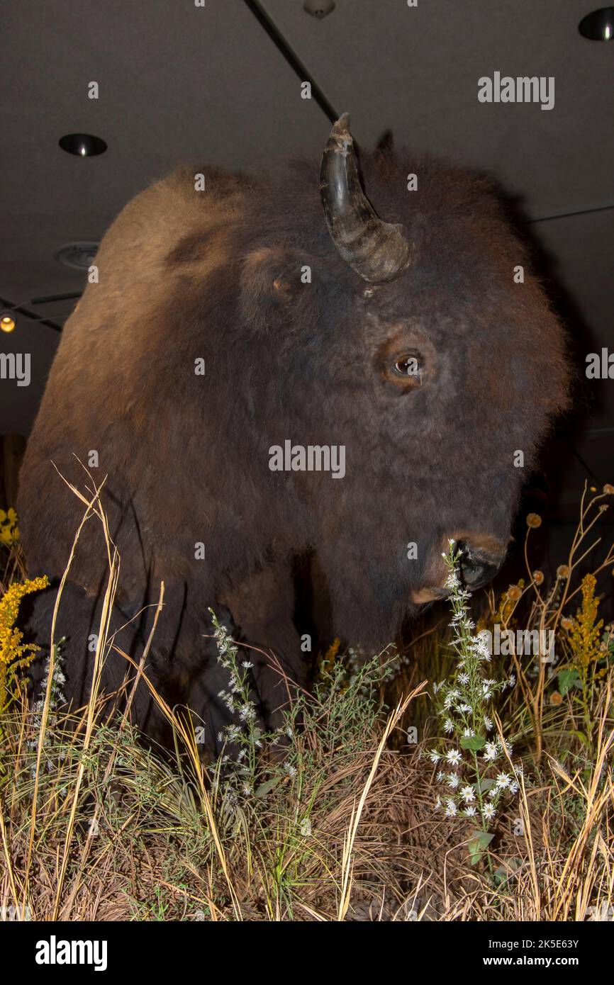 Bison exhibit at the Buffalo Bill Center of the West in Cody, Wyoming ...