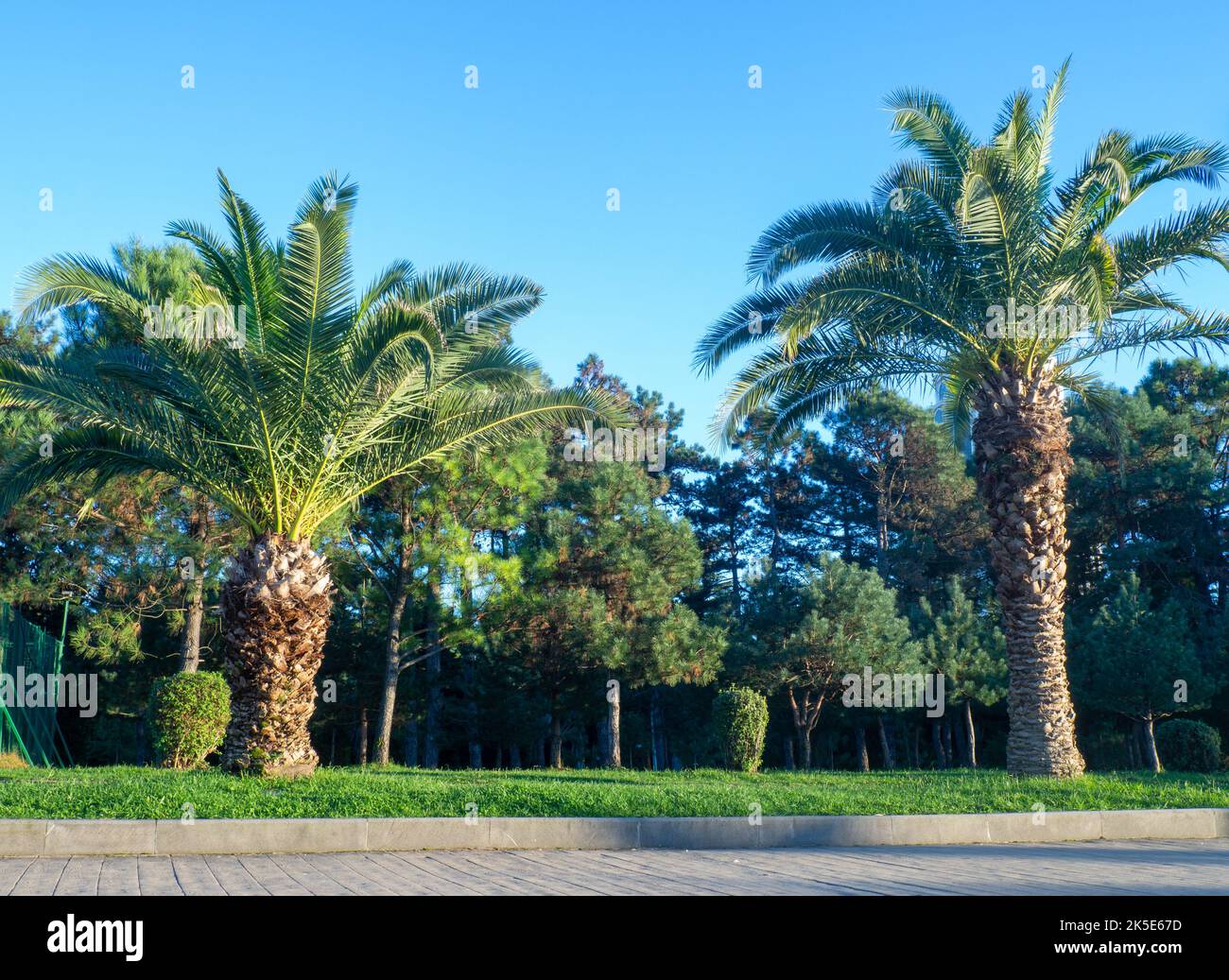 Park with palm trees. Alley in the park of the southern city. Batumi ...