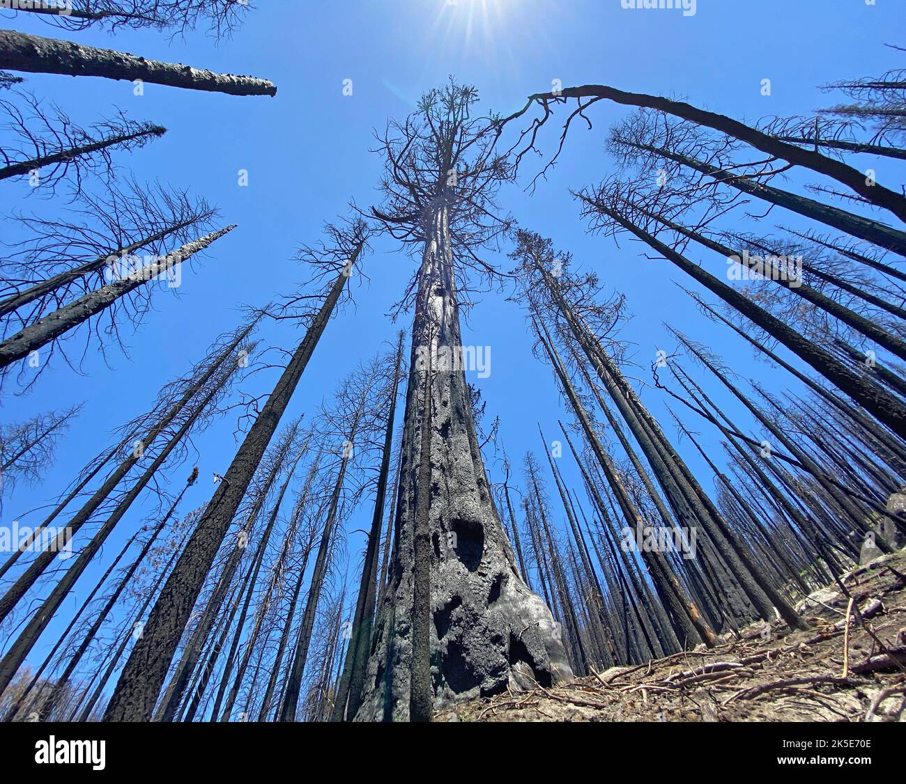 Monarch monitoring hi-res stock photography and images - Alamy