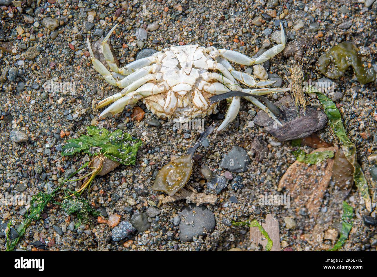 a dead white crab lying upside down on a sandy rocky beach. Beach is ...
