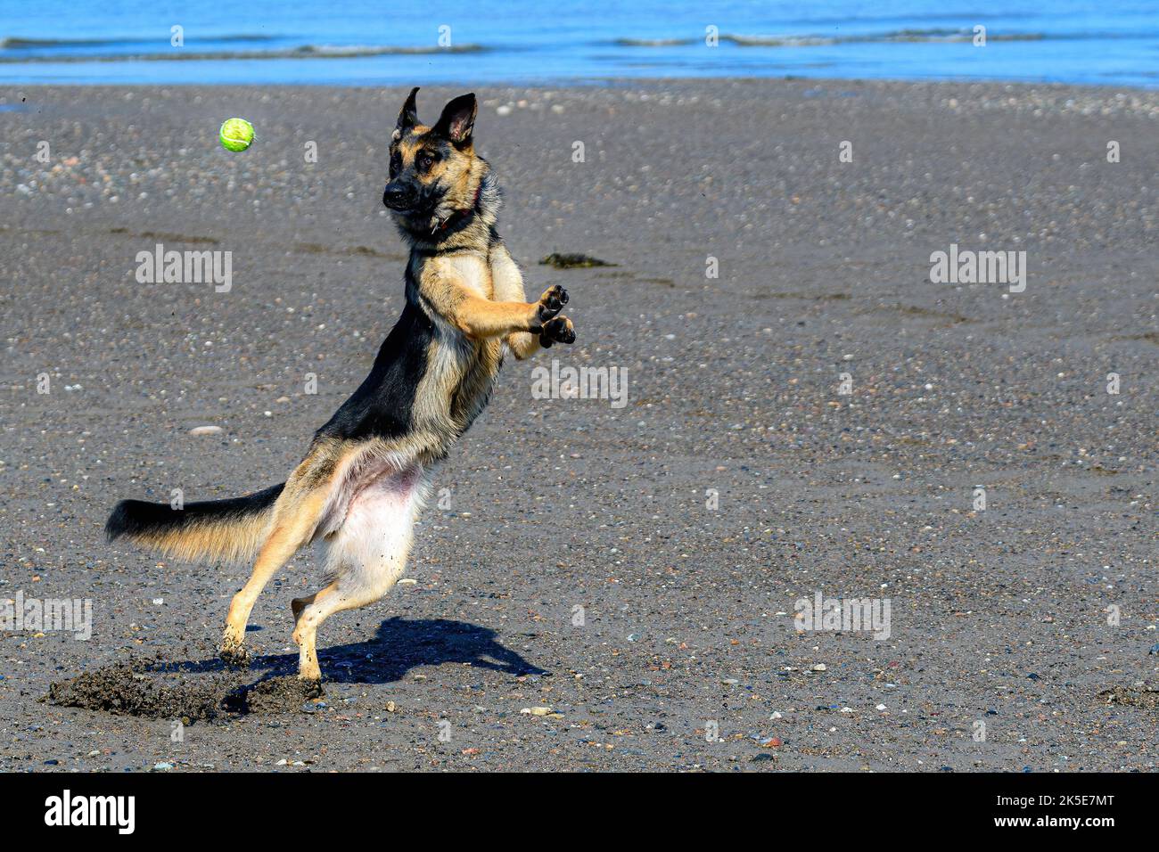 A german shepherd playing fetch on a beach. Her feet are off the ground ...