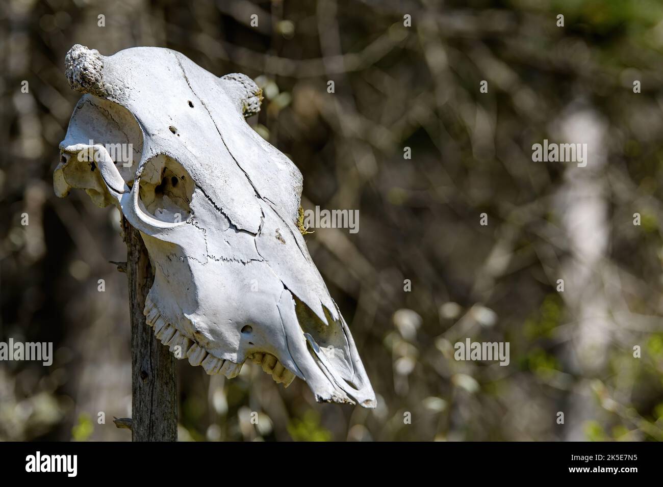 Eye socket skull hi-res stock photography and images - Alamy