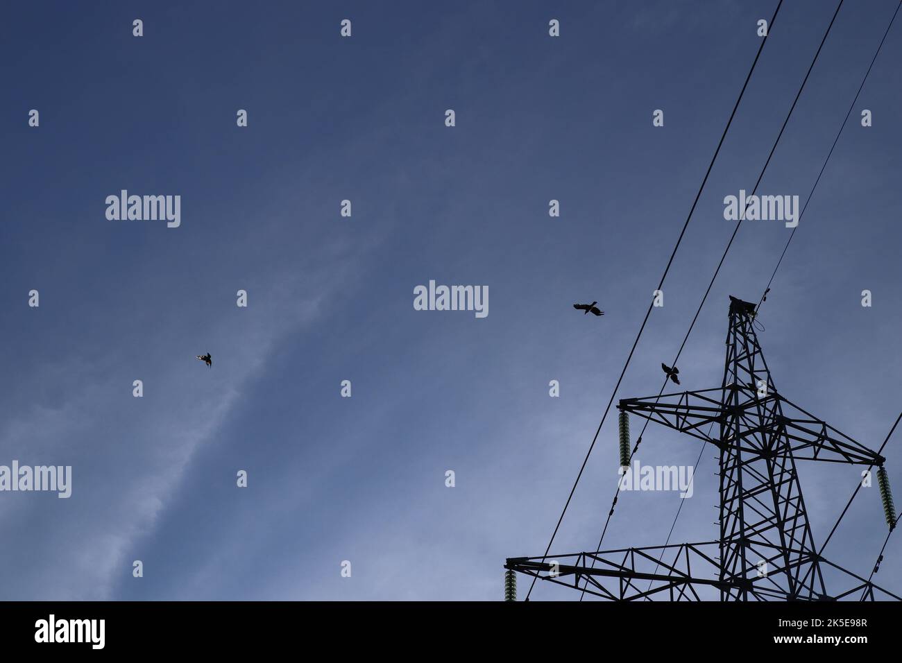 Three birds flying over powerlines and tower Stock Photo - Alamy