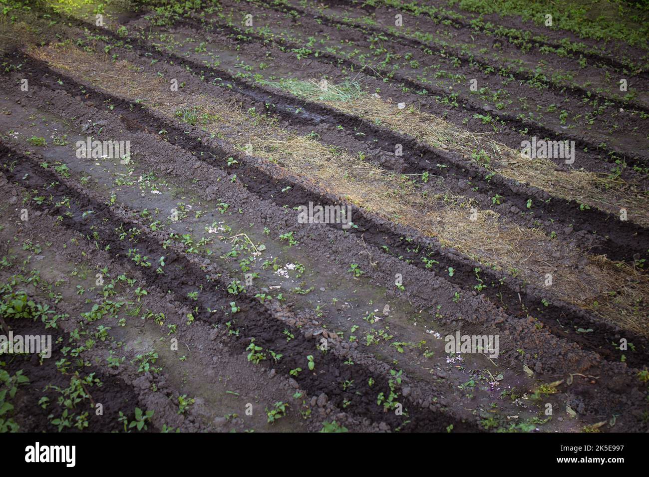 rows in the vegetable garden with fresh seedlings Stock Photo - Alamy