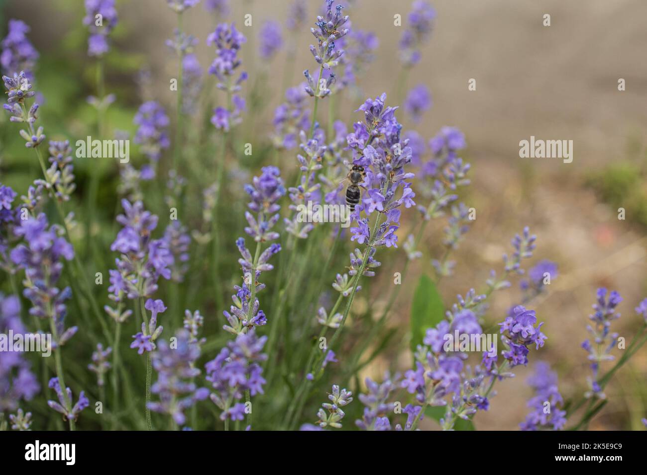 Lavender bushes closeup on sunset.. Field of . flower field, image for ...