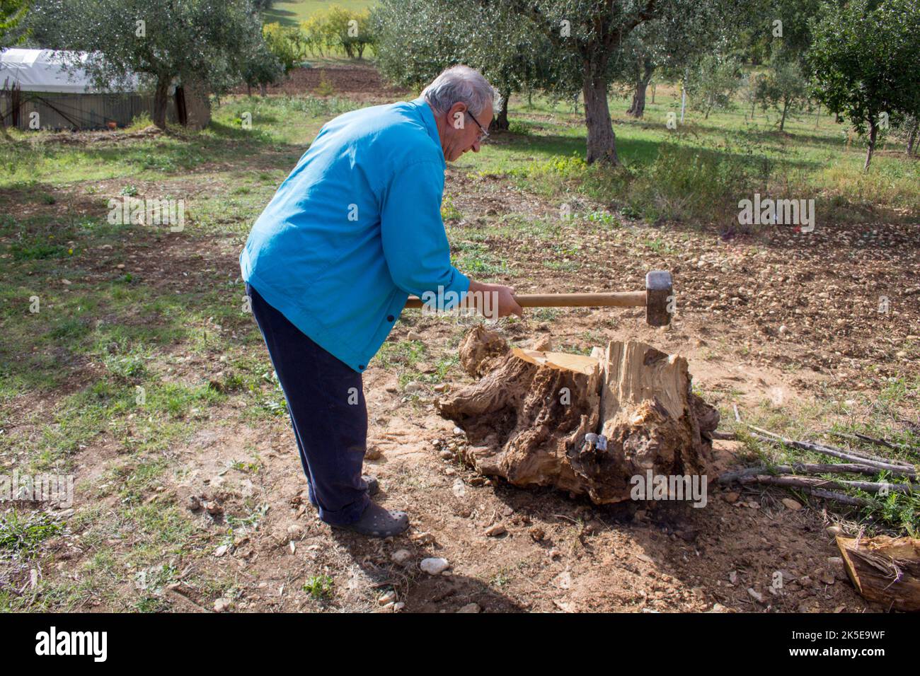 Old gentleman who with a large hammer and wedges breaks a log of wood ...