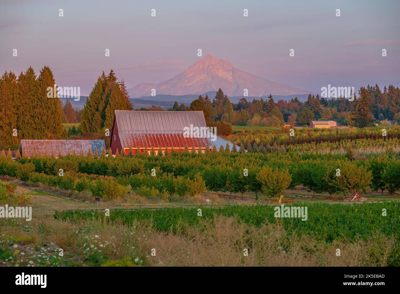 Peach farmland hi-res stock photography and images - Alamy