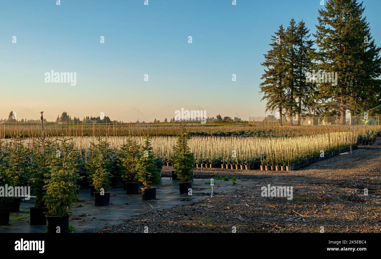 Tree farm watering of the seedling trees in a field Stock Photo - Alamy