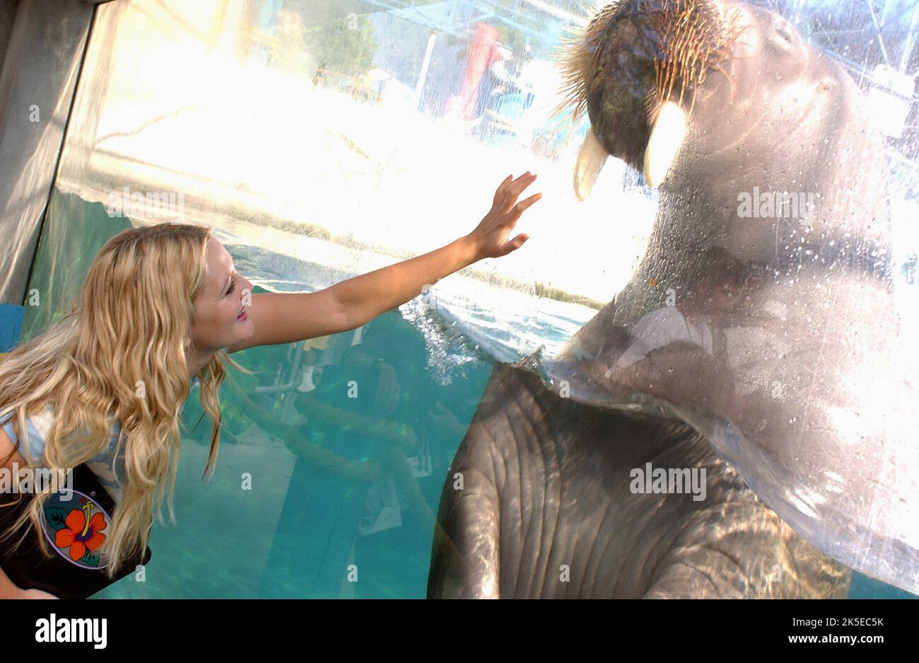 DREW BARRYMORE, WALRUS, 50 FIRST DATES, 2004 Stock Photo - Alamy DREW BARRYMORE, WALRUS, 50 FIRST DATES, 2004 Stock Photo - Alamy