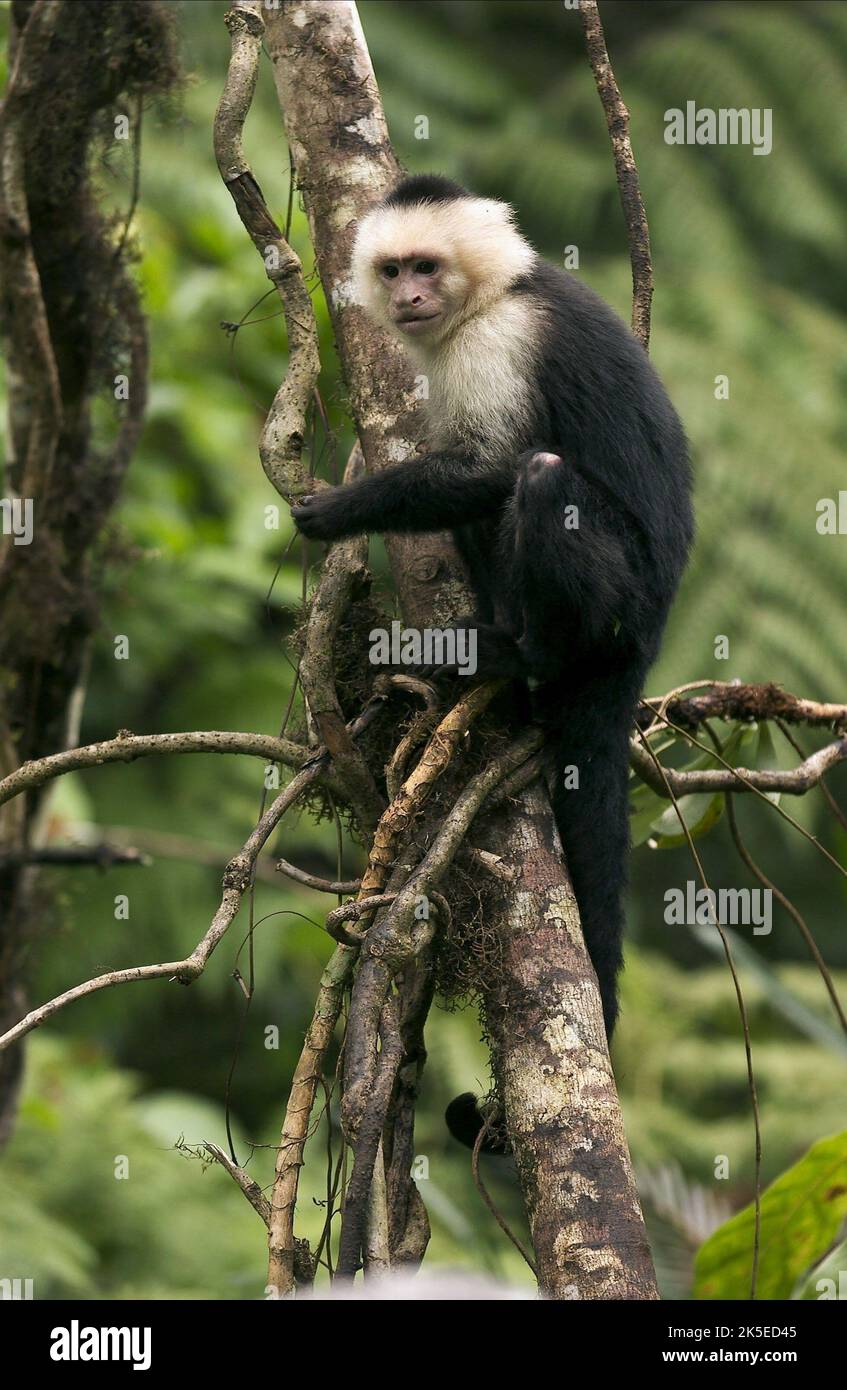 CAPUCHIN MONKEY, ANACONDAS: THE HUNT FOR THE BLOOD ORCHID, 2004 Stock ...