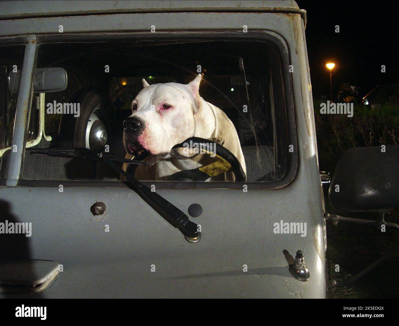 Carlos the dog hi-res stock photography and images - Alamy