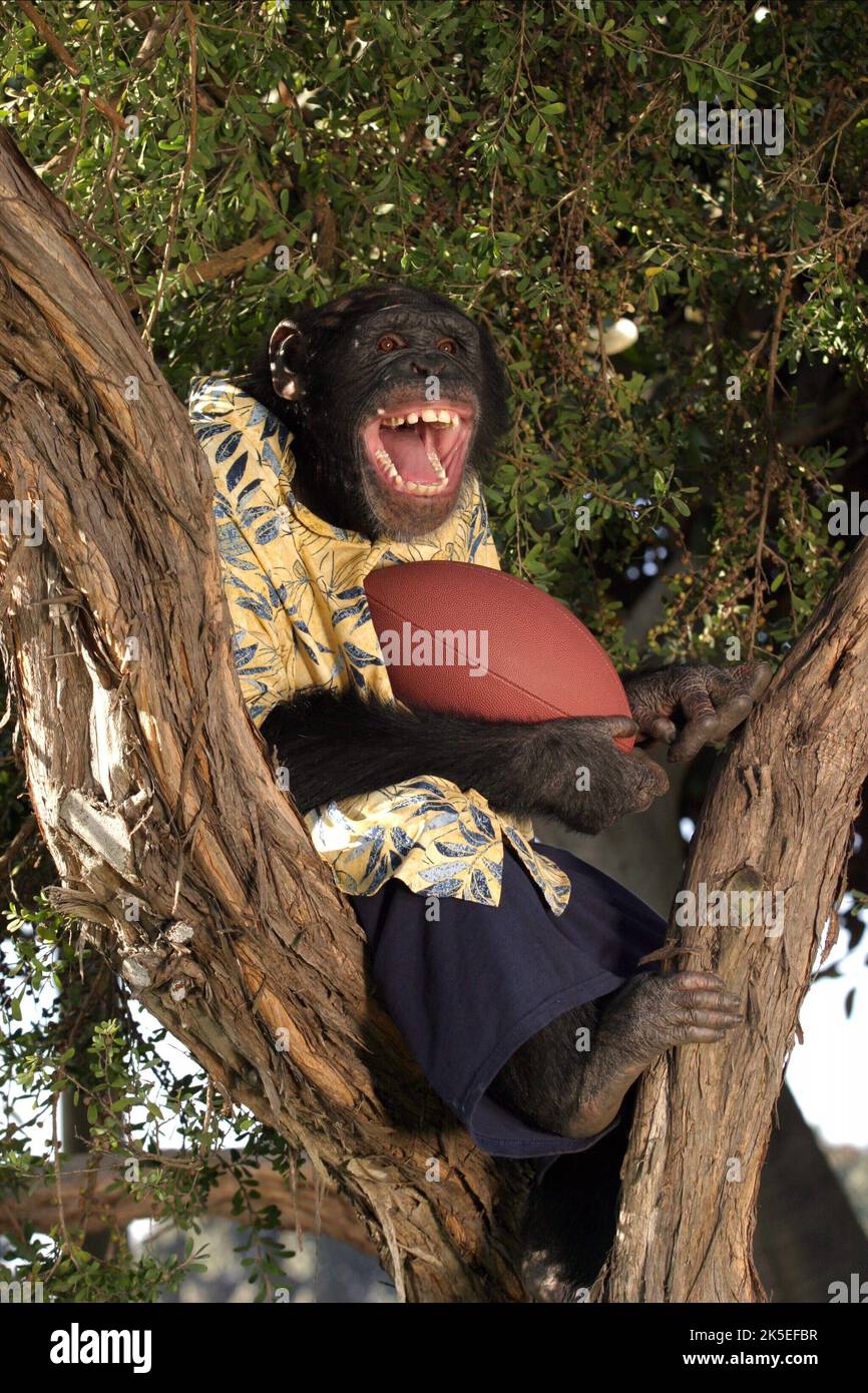 Comedy of monkey hi-res stock photography and images - Alamy