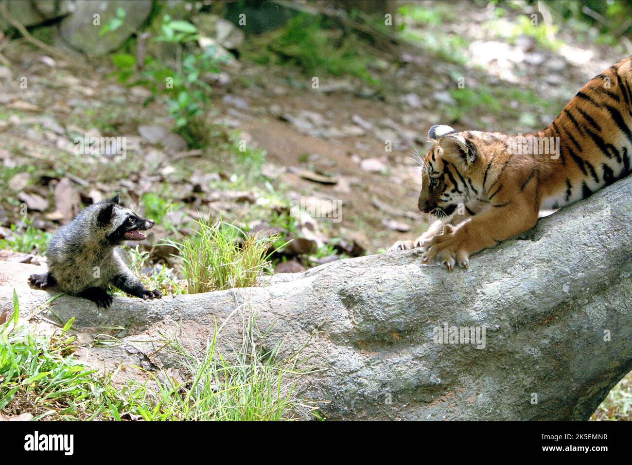 KUMAL THE TIGERS CUB, CIVET, TWO BROTHERS, 2004 Stock Photo - Alamy