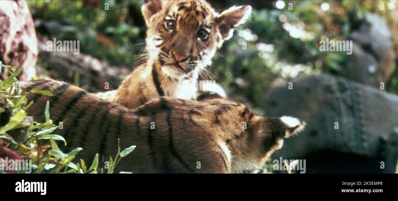 KUMAL, SANGHA THE TIGERS CUBS, TWO BROTHERS, 2004 Stock Photo - Alamy