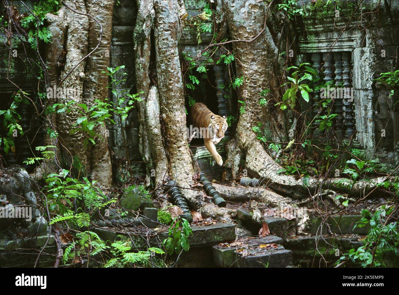 THE GREAT TIGER, TWO BROTHERS, 2004 Stock Photo - Alamy