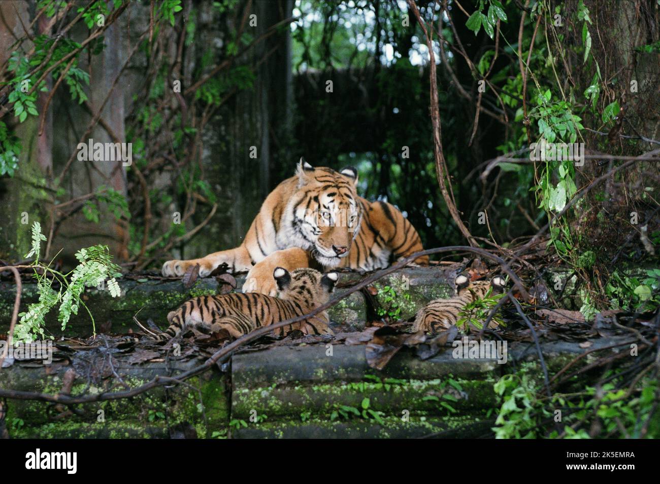 Kumal tiger cubs two brothers hi-res stock photography and images - Alamy