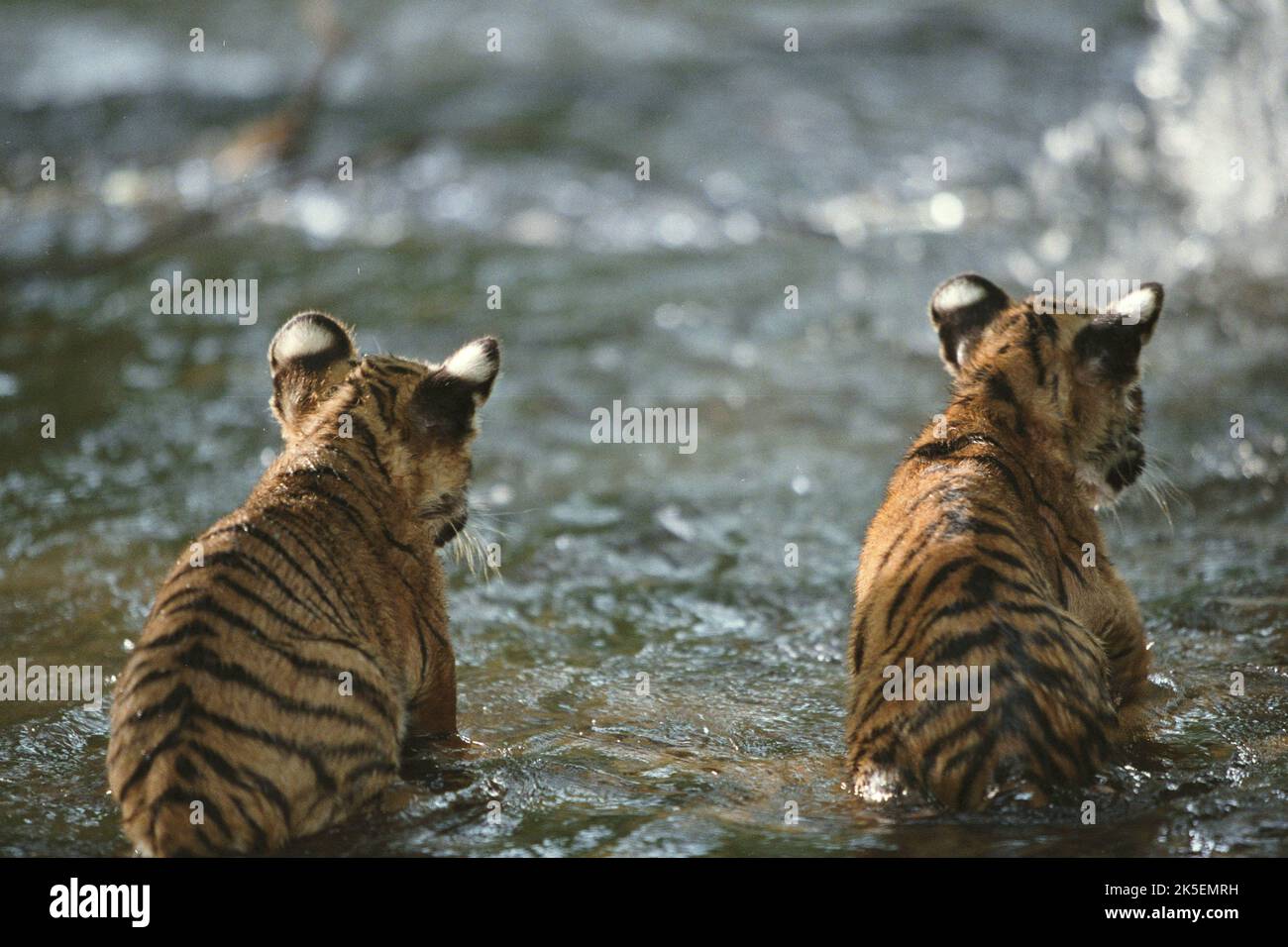 KUMAL, SANGHA THE TIGER CUBS, TWO BROTHERS, 2004 Stock Photo - Alamy