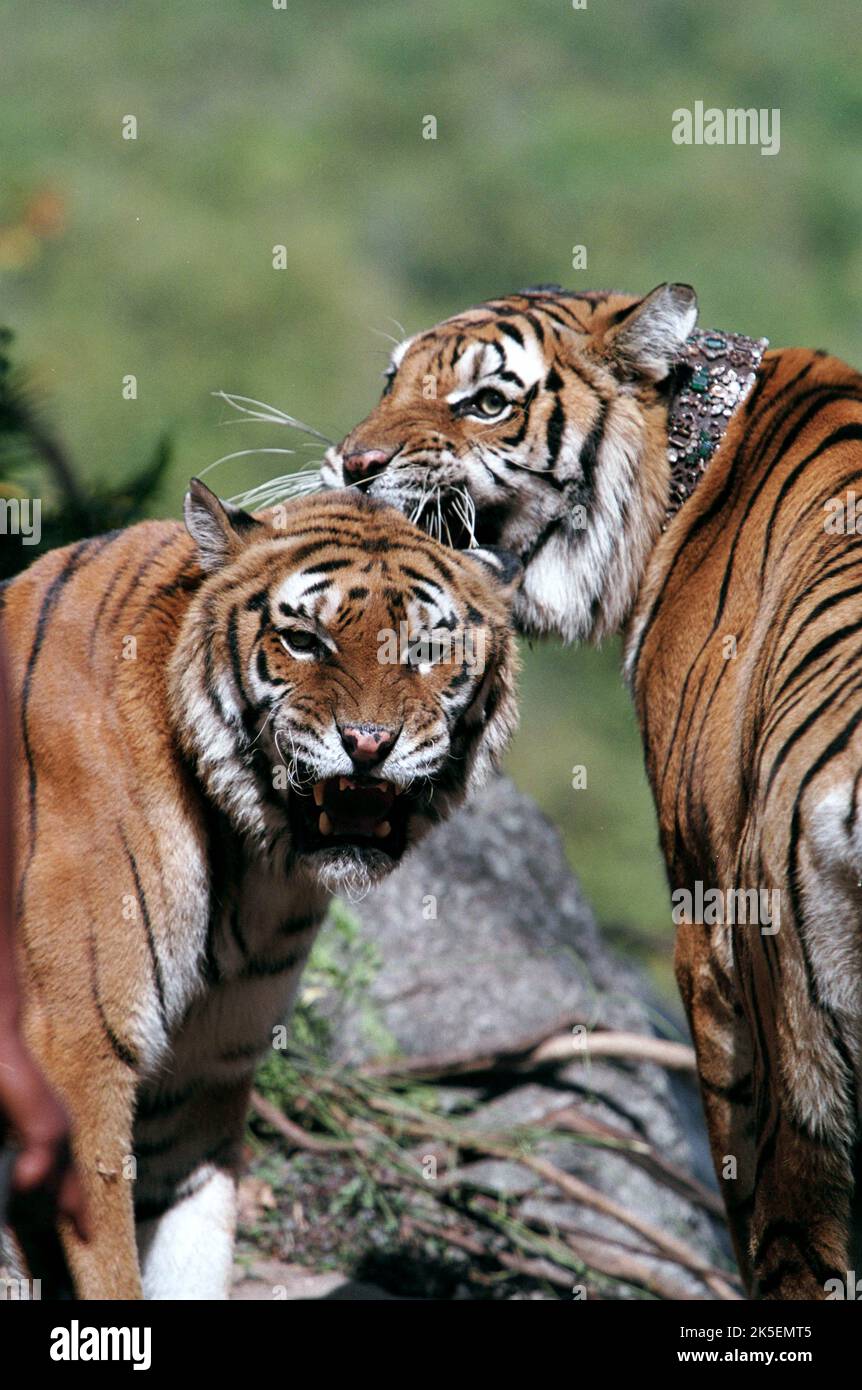 KUMAL, SANGHA THE TIGERS, TWO BROTHERS, 2004 Stock Photo - Alamy