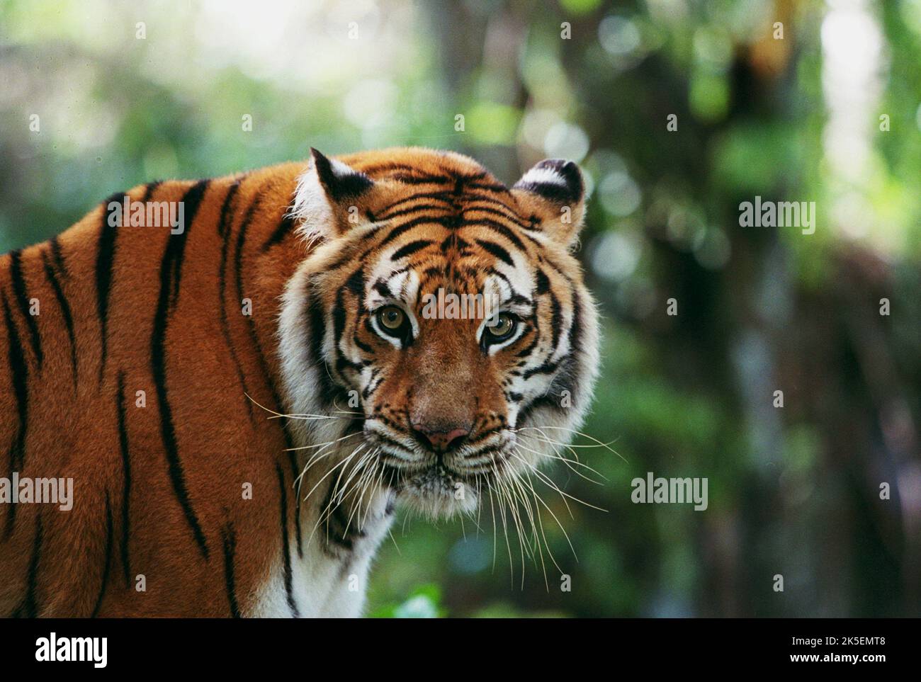 KUMAL, TWO BROTHERS, 2004 Stock Photo - Alamy